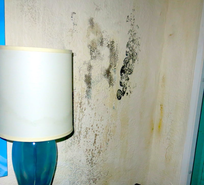 Mold in walls after a hurricane or flooding
